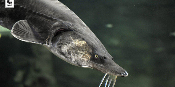 Energetika - Dunavska jesetra među najugroženijima na svijetu